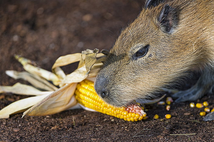 Pictures Wild Animals Eat Plants