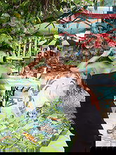 Daphne Joy pictures and photos