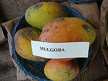Mulgoba