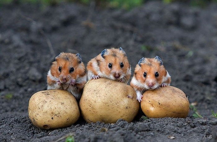 What Animal Eats Potatoes? Discover the Surprising Answer! - PlantHD