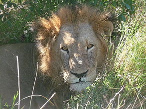 Shaka pictures and photos