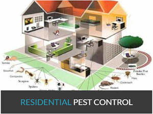 Best Pest Control Services Surrey & Pest Control Vancouver