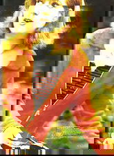 Candida Doyle pictures and photos