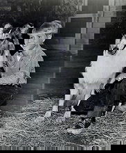 Lassie pictures and photos