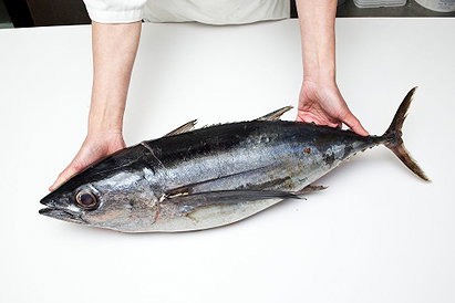 Albacore