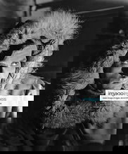 Helmut Dantine pictures and photos