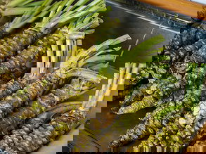 Wasabi pictures, photos, posters and screenshots